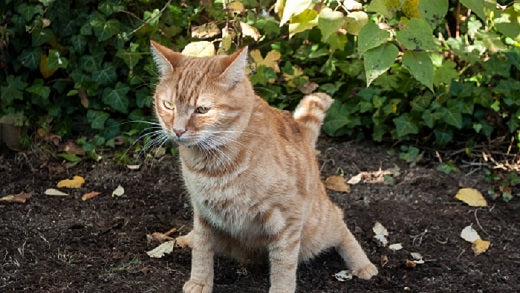 Cat Constipation Symptoms - Behavior & Common Signs – EAC Animal Care